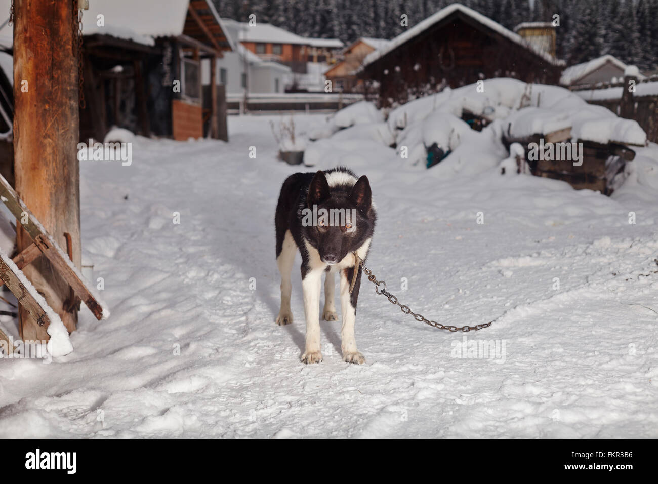 Dog chained garden hi-res stock photography and images - Alamy