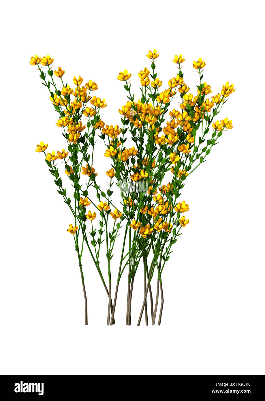 Genista plant Cut Out Stock Images & Pictures - Alamy