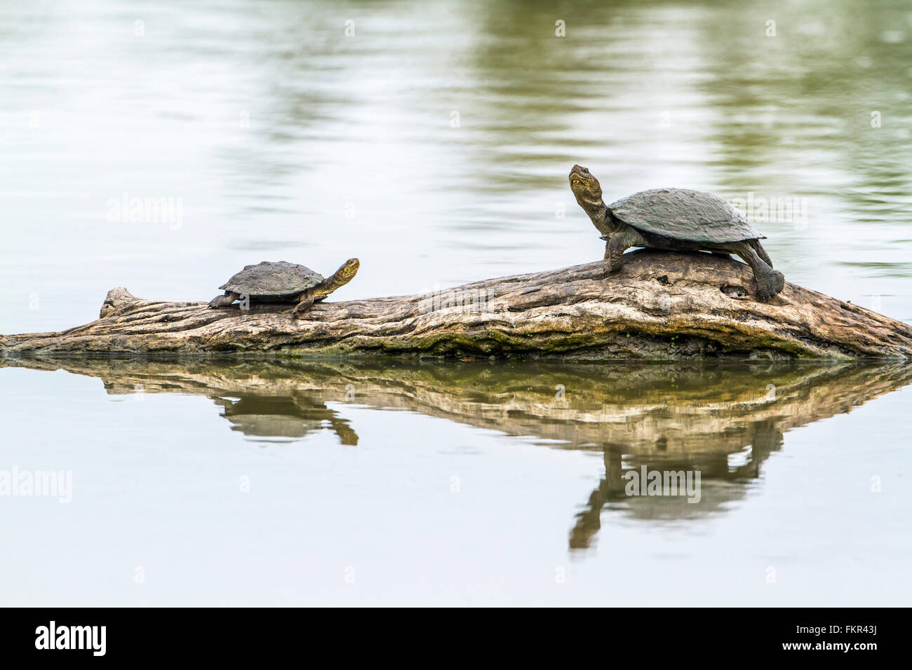 Angulate tortoise Specie Chersina angulata family of Testudinidae ...
