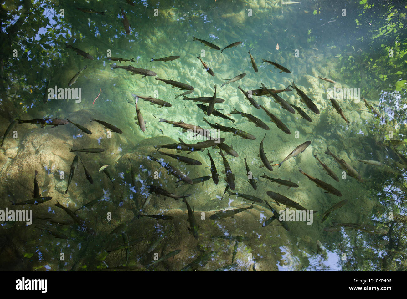High school swimming pool hi-res stock photography and images - Alamy