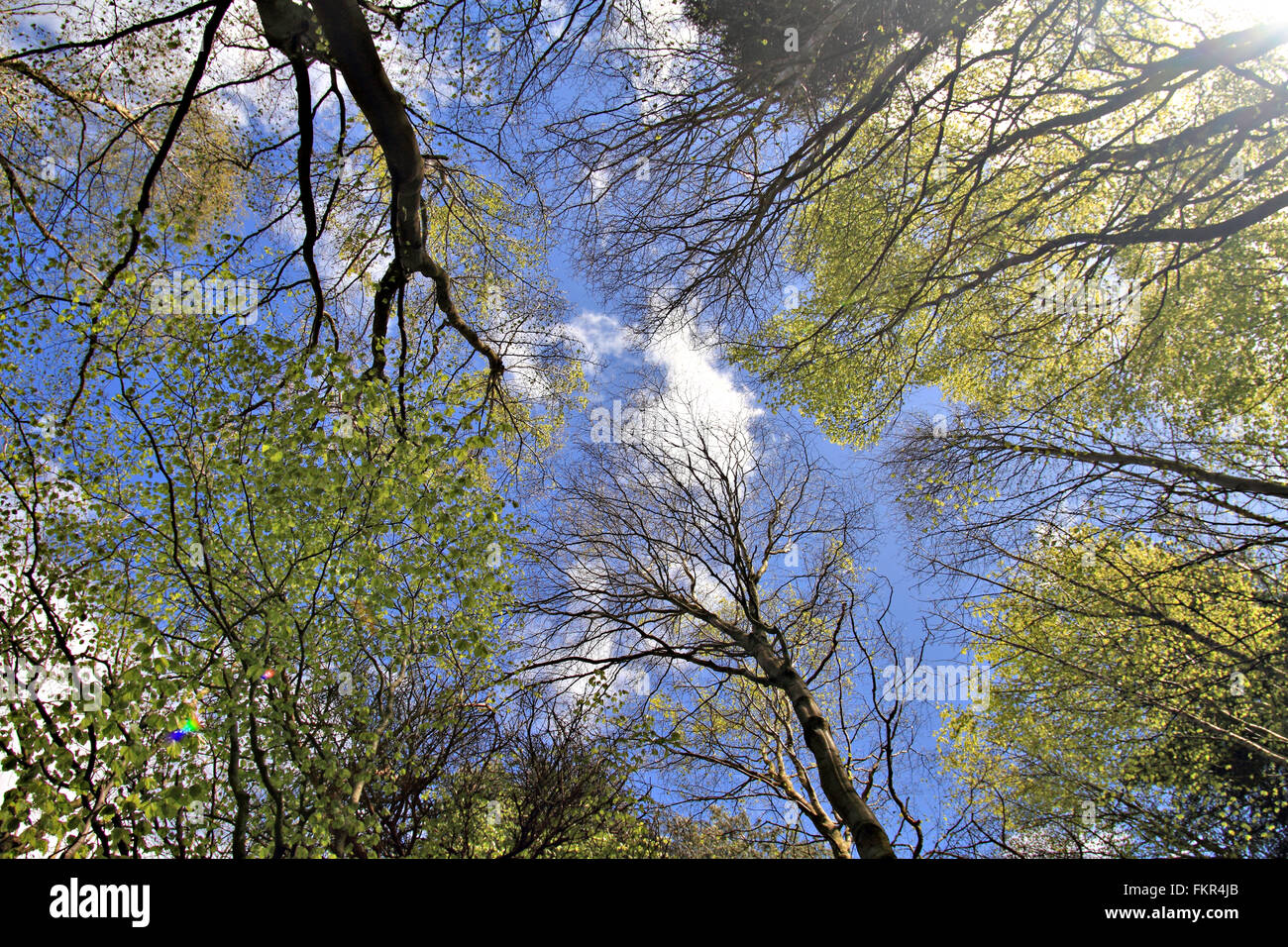 Trees looking up Stock Photo - Alamy