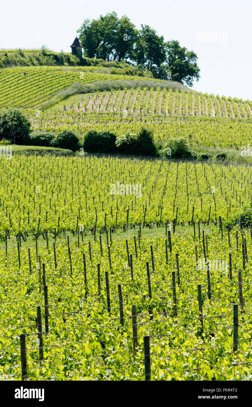 Vineyards of Saint Emilion, Gironde, Aquitaine, France Stock Photo - Alamy