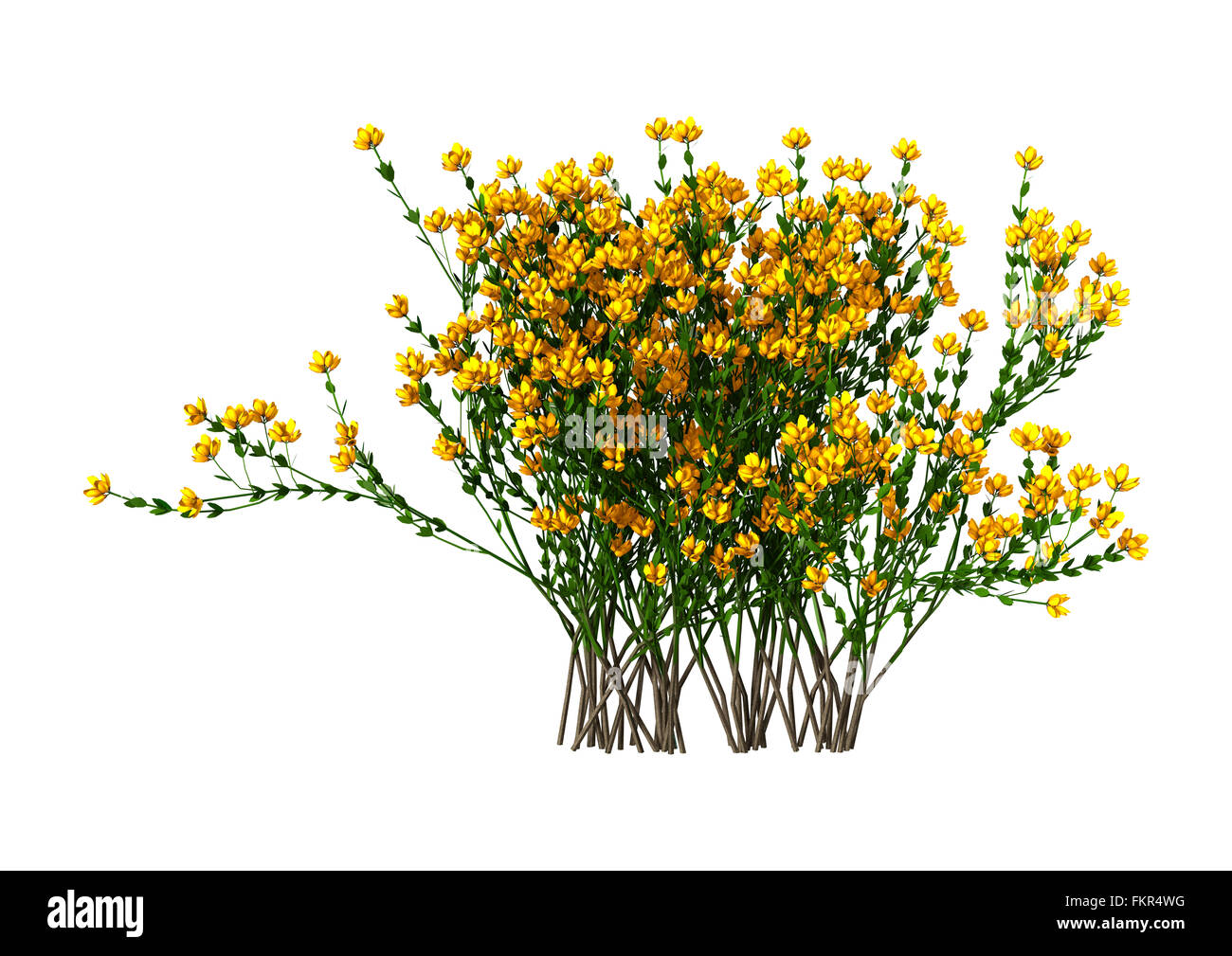 Genista hispanica flowers isolated on white background Stock Photo - Alamy