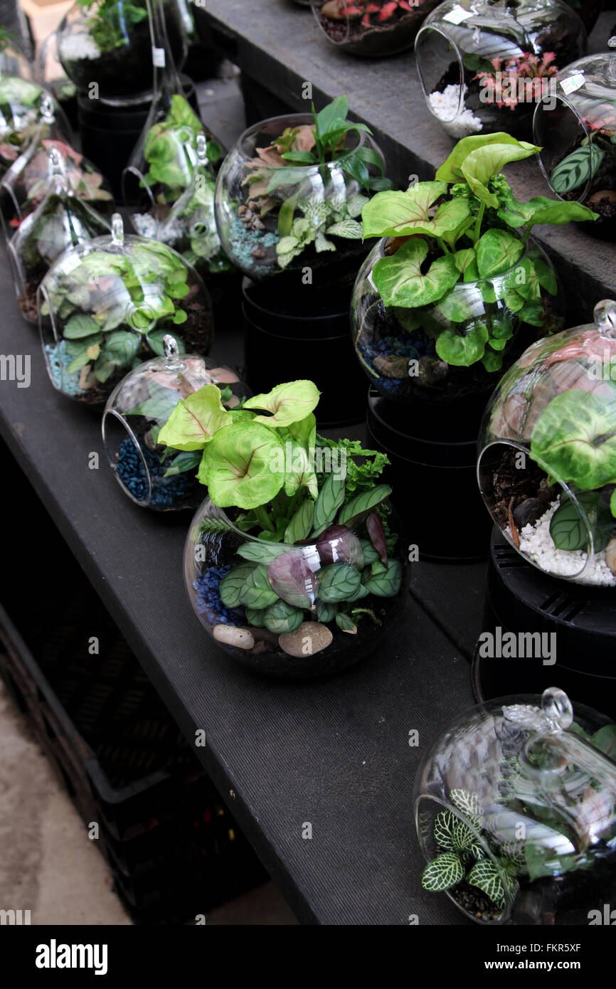 Glass effect plant hi-res stock photography and images - Alamy