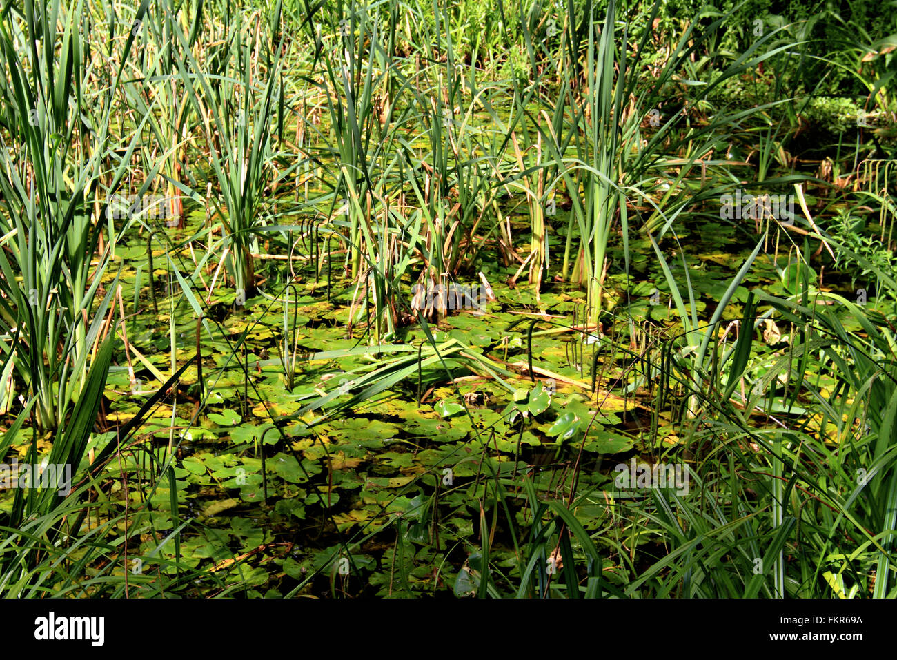 Lily pads with green reeds hi-res stock photography and images - Alamy