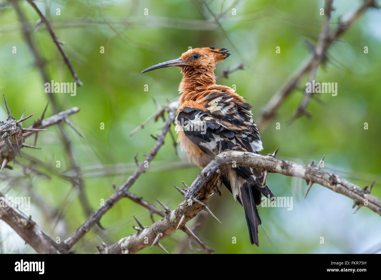 African hoopoe Specie Upupa africana family of Upupidae, Kruger ...