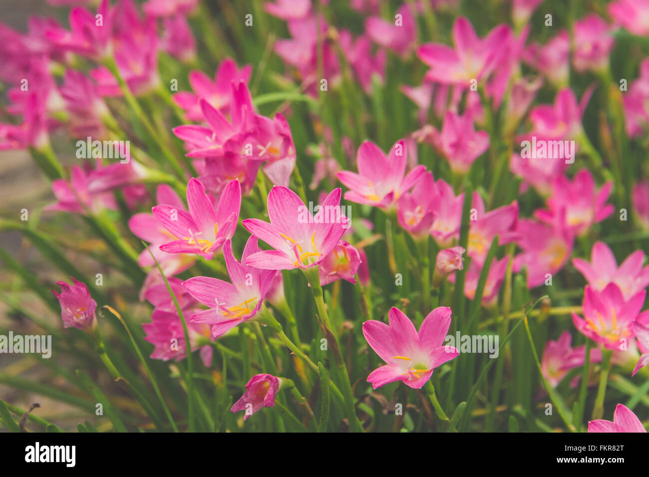 beautiful pink flower in the garden Stock Photo - Alamy