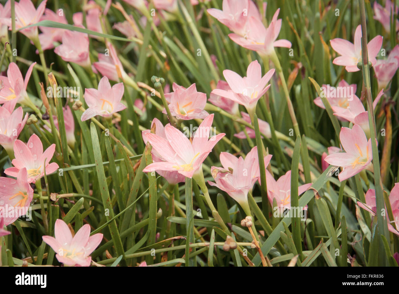 beautiful pink flower in the garden Stock Photo - Alamy
