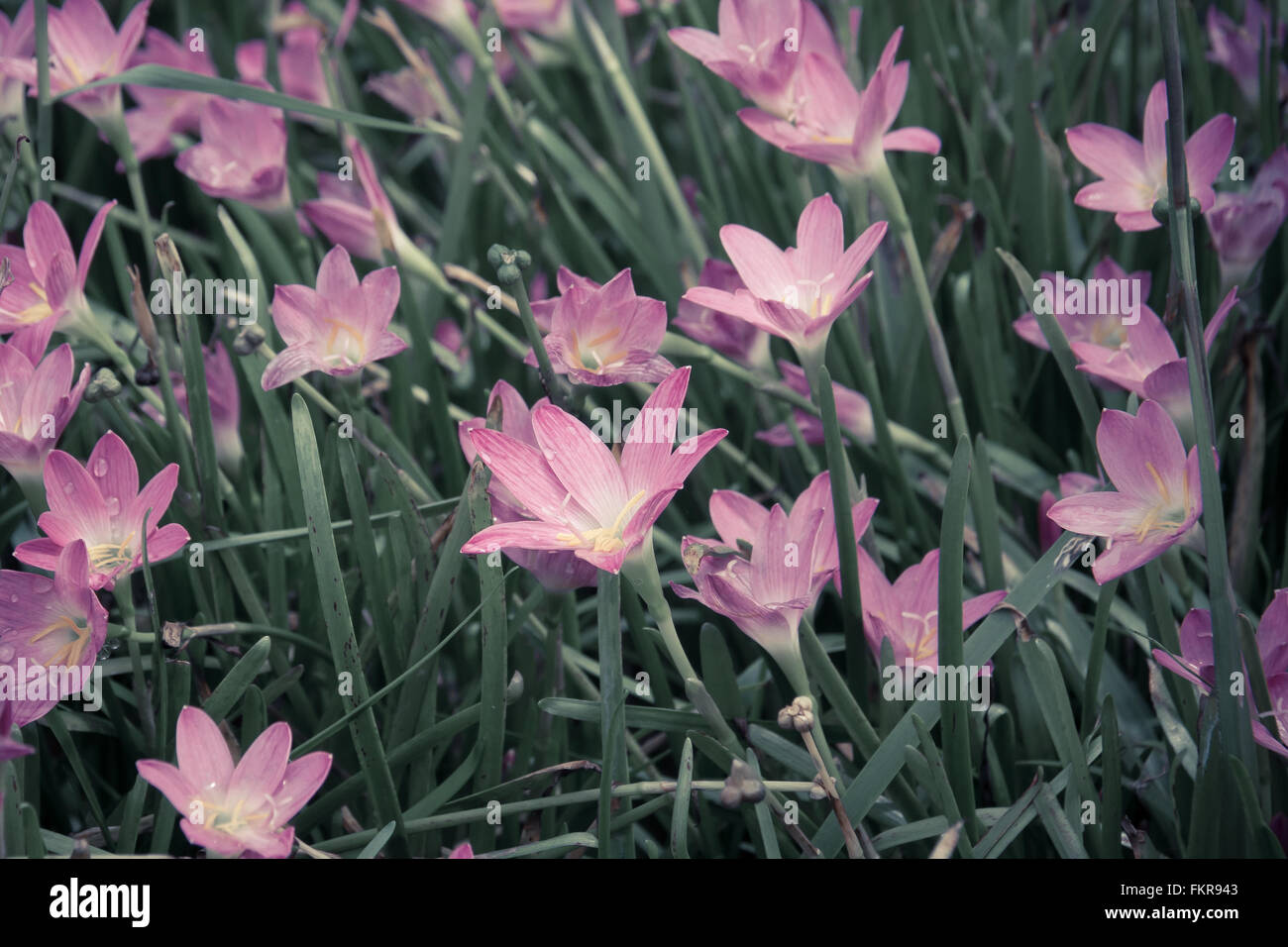 beautiful pink flower in the garden Stock Photo - Alamy