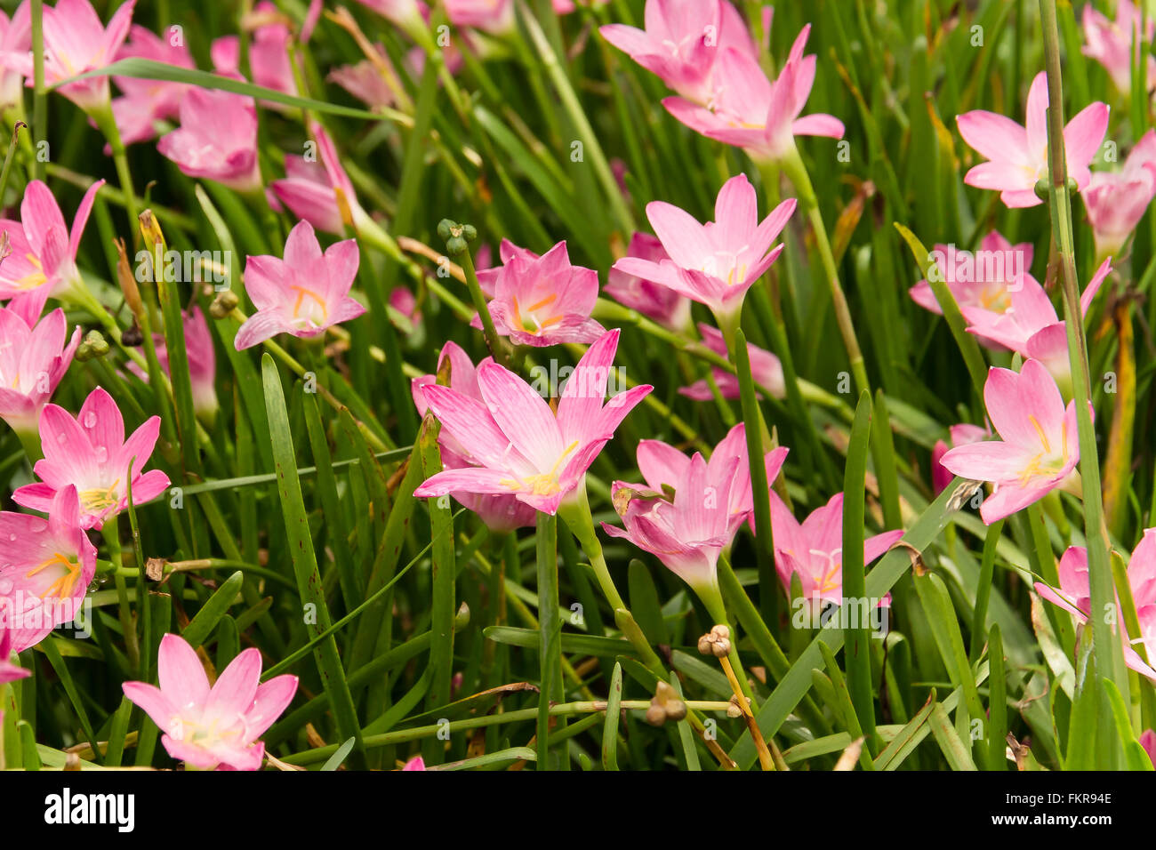 beautiful pink flower in the garden Stock Photo - Alamy