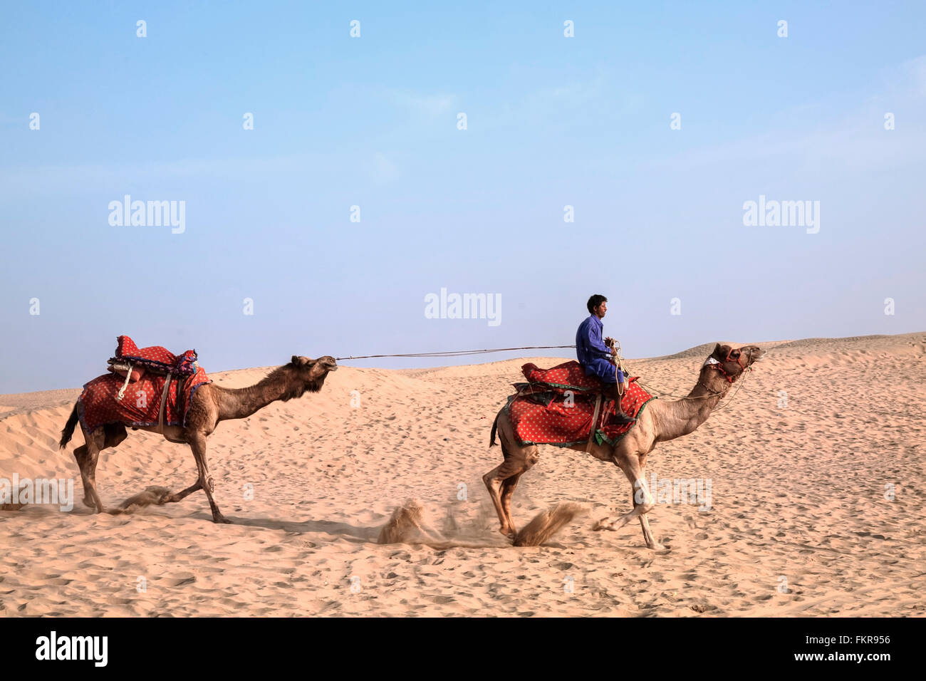 Nomad on a camel in the Thar desert, Rajasthan, India Stock Photo - Alamy