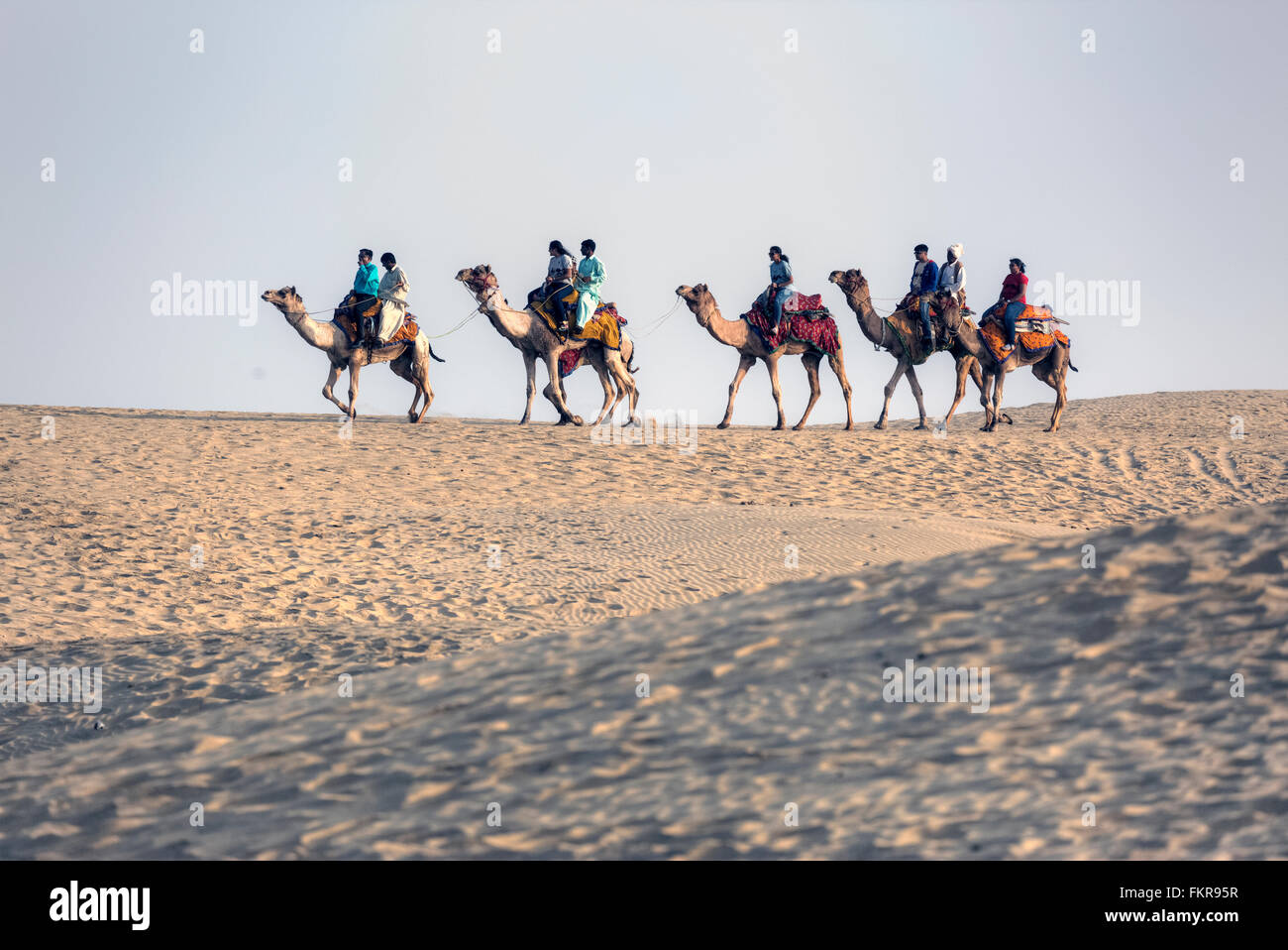 Rajasthan camel desert hi-res stock photography and images - Alamy