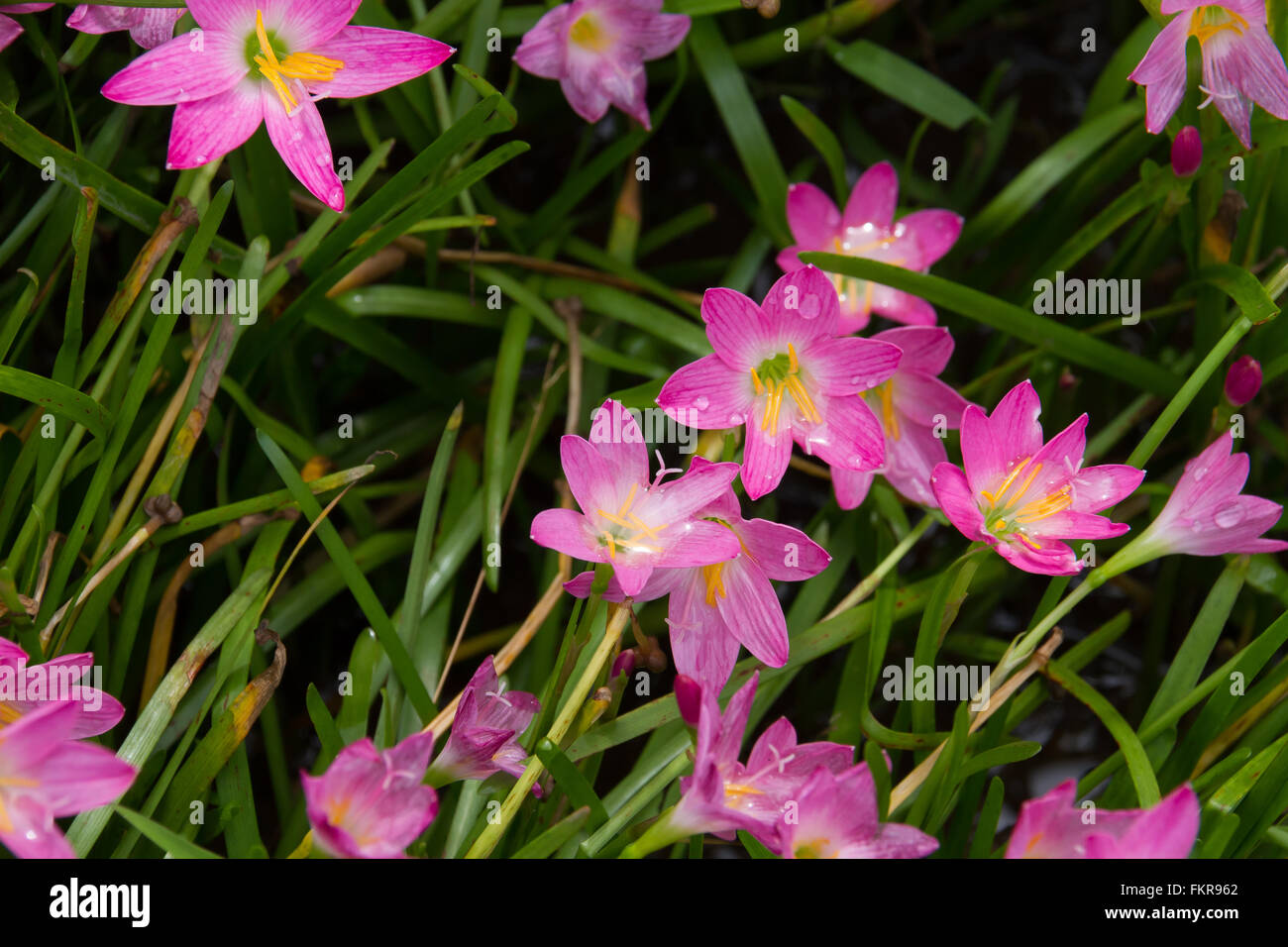 beautiful pink flower in the garden Stock Photo - Alamy