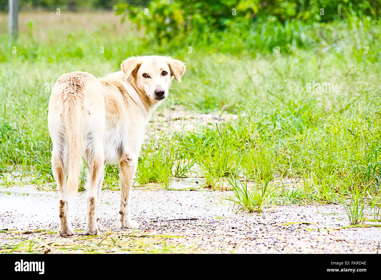 Alone dog hi-res stock photography and images - Alamy