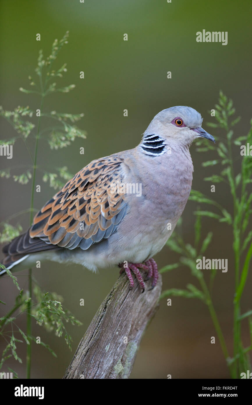 Turtle dove pattern hi-res stock photography and images - Alamy