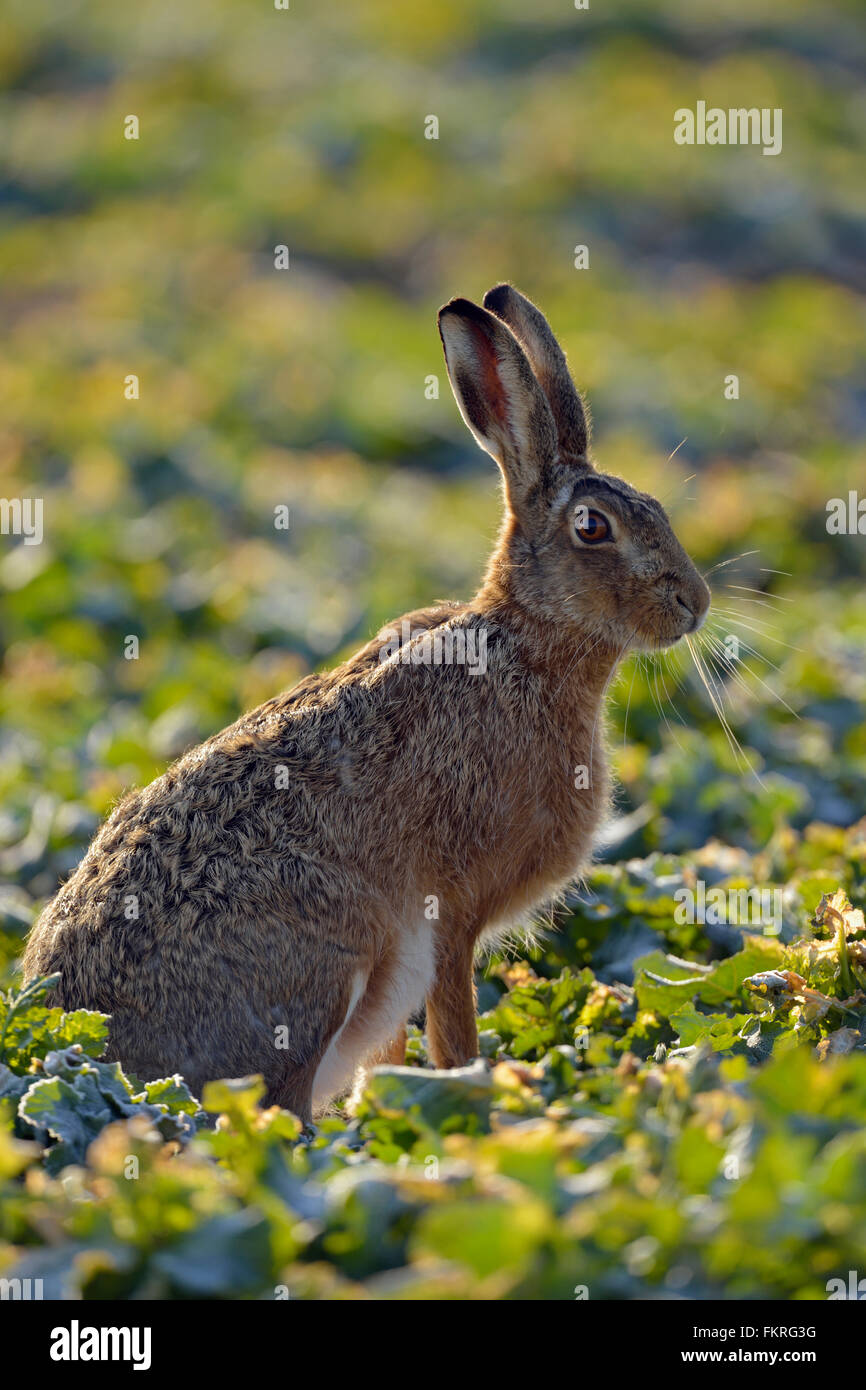 Brown Hare / European Hare / Feldhase ( Lepus europaeus ), adult, close ...