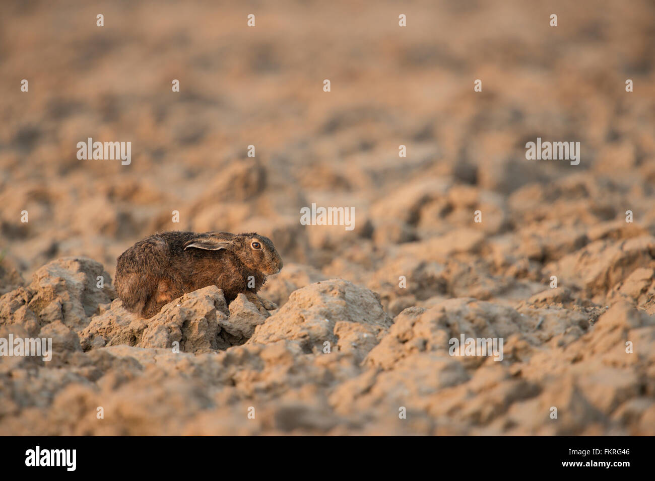 Hares form hi-res stock photography and images - Alamy