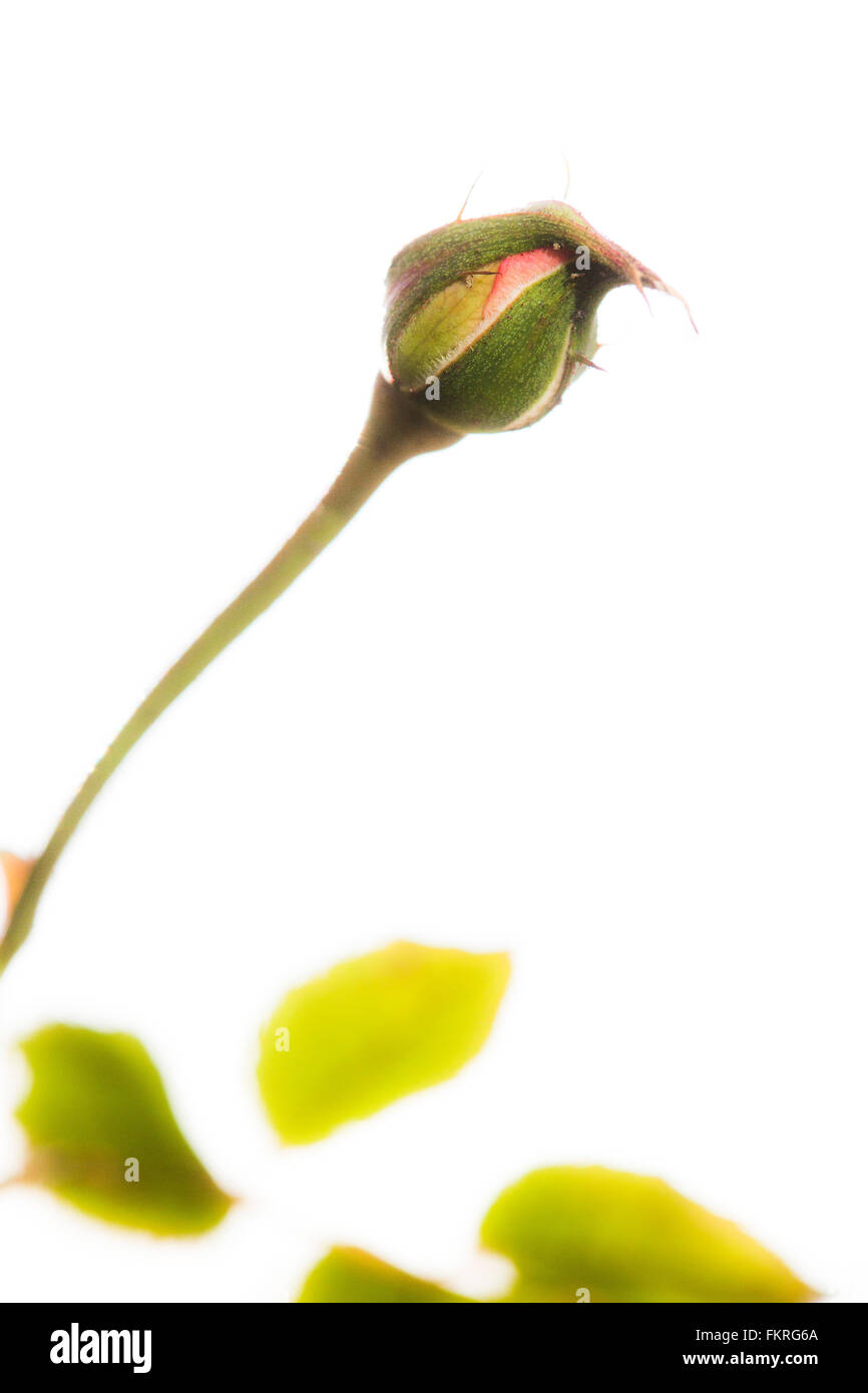 Cloe up of a tightly curled rose bud with leaves Stock Photo - Alamy