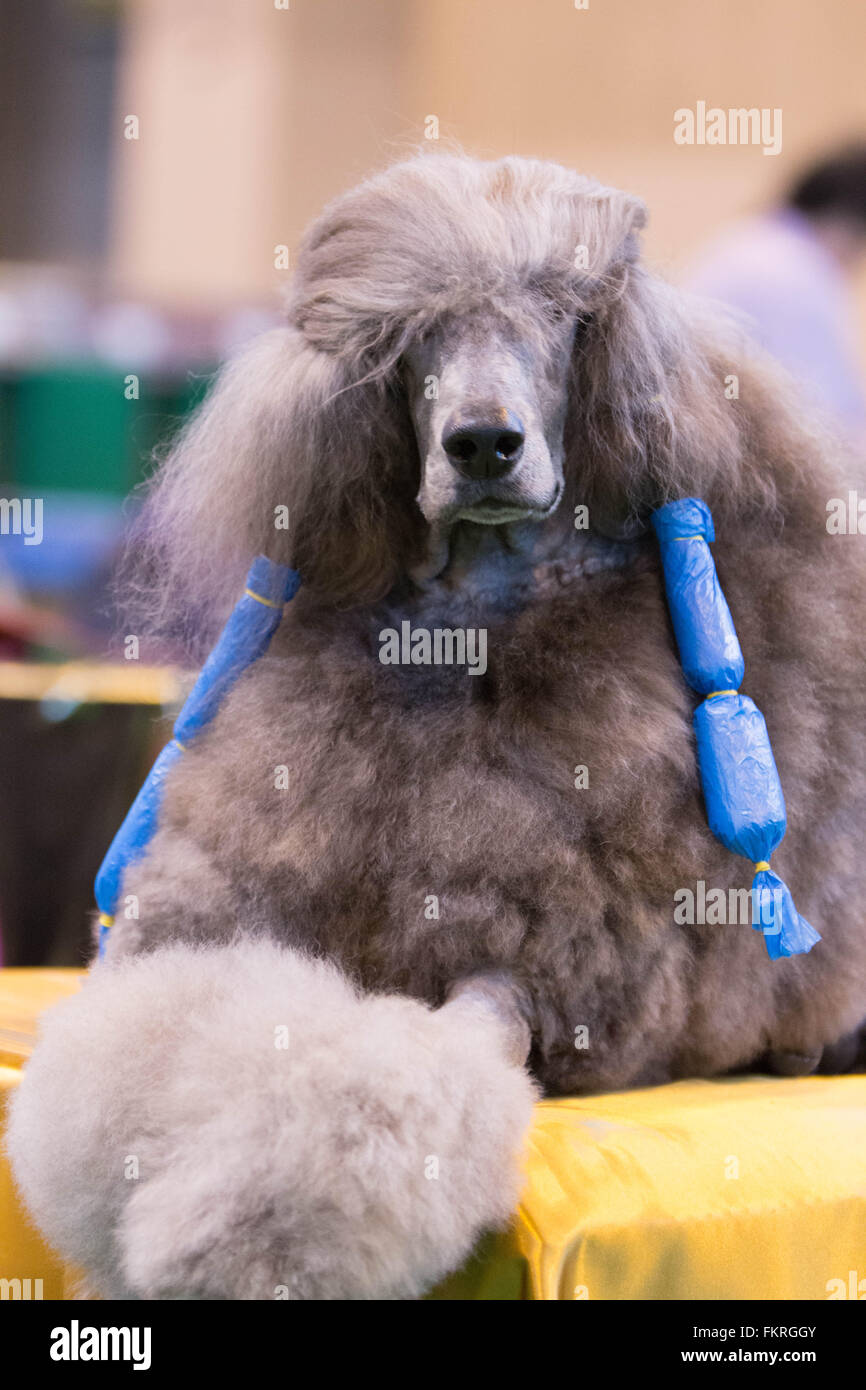 Birmingham, UK. 10th March, 2016. A Poodle with a Donald Trump combover ...