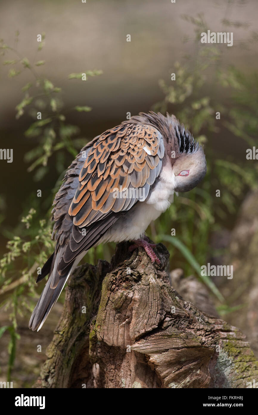 European Turtle Dove (Streptopelia turtur). Ruffled feathers whilst ...