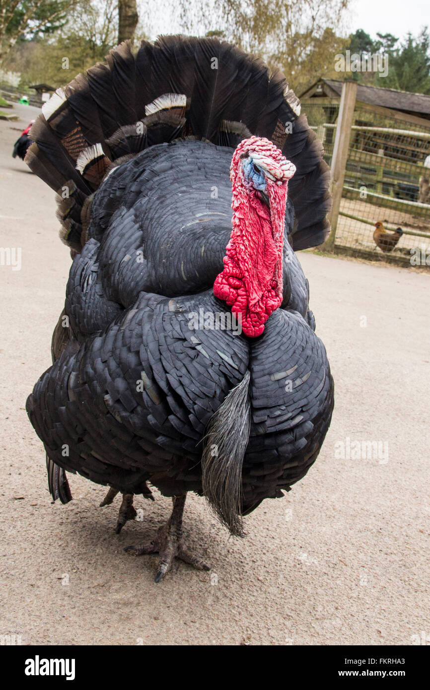 Turkey grey black plumage large red wattle running to attack ...