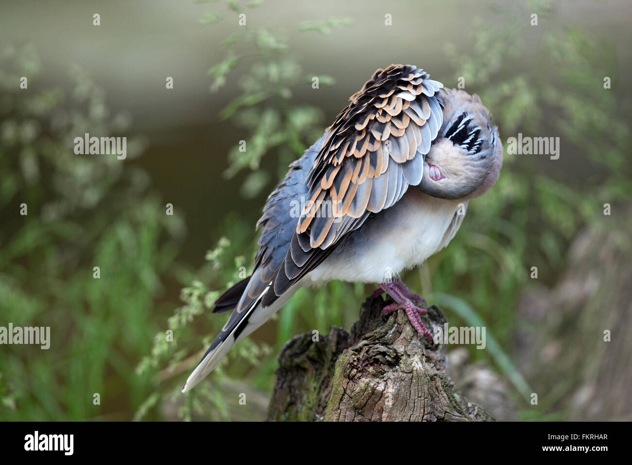 Ruffled rump feathers hi-res stock photography and images - Alamy