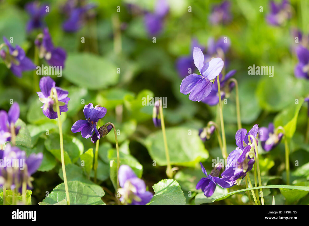 Sweet violet, english violet, common violet, garden violet Stock Photo ...