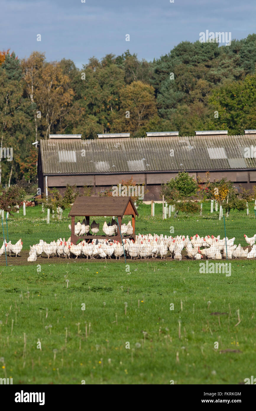 Laying, domestic Fowl. Outdoor barn operation. Free ranging outdoors ...