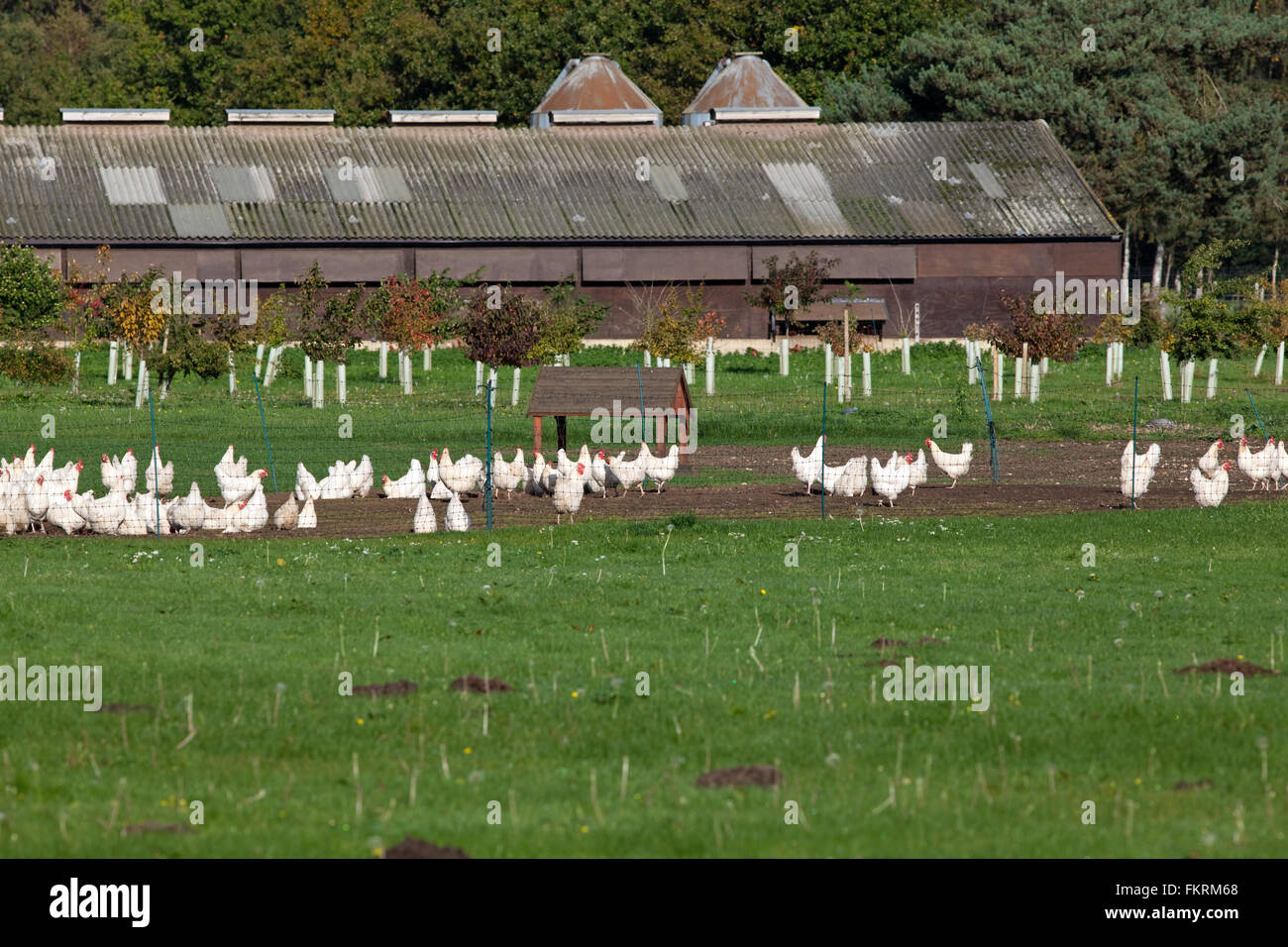 Laying, domestic Fowl. Outdoor barn operation. Free ranging outdoors ...