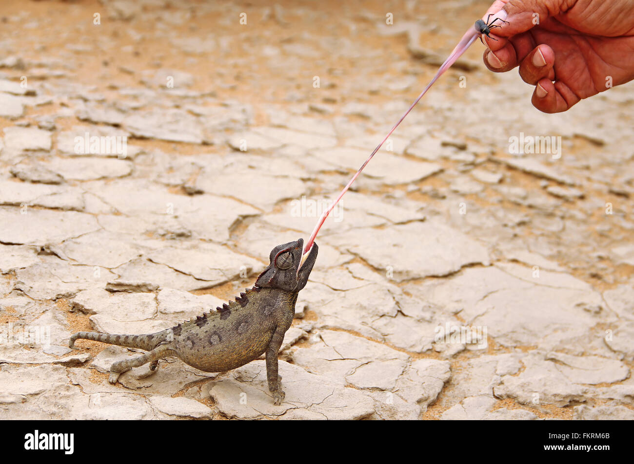 eating Namaqua chameleon, Chamaeleo namaquensis, Namibia Stock Photo ...