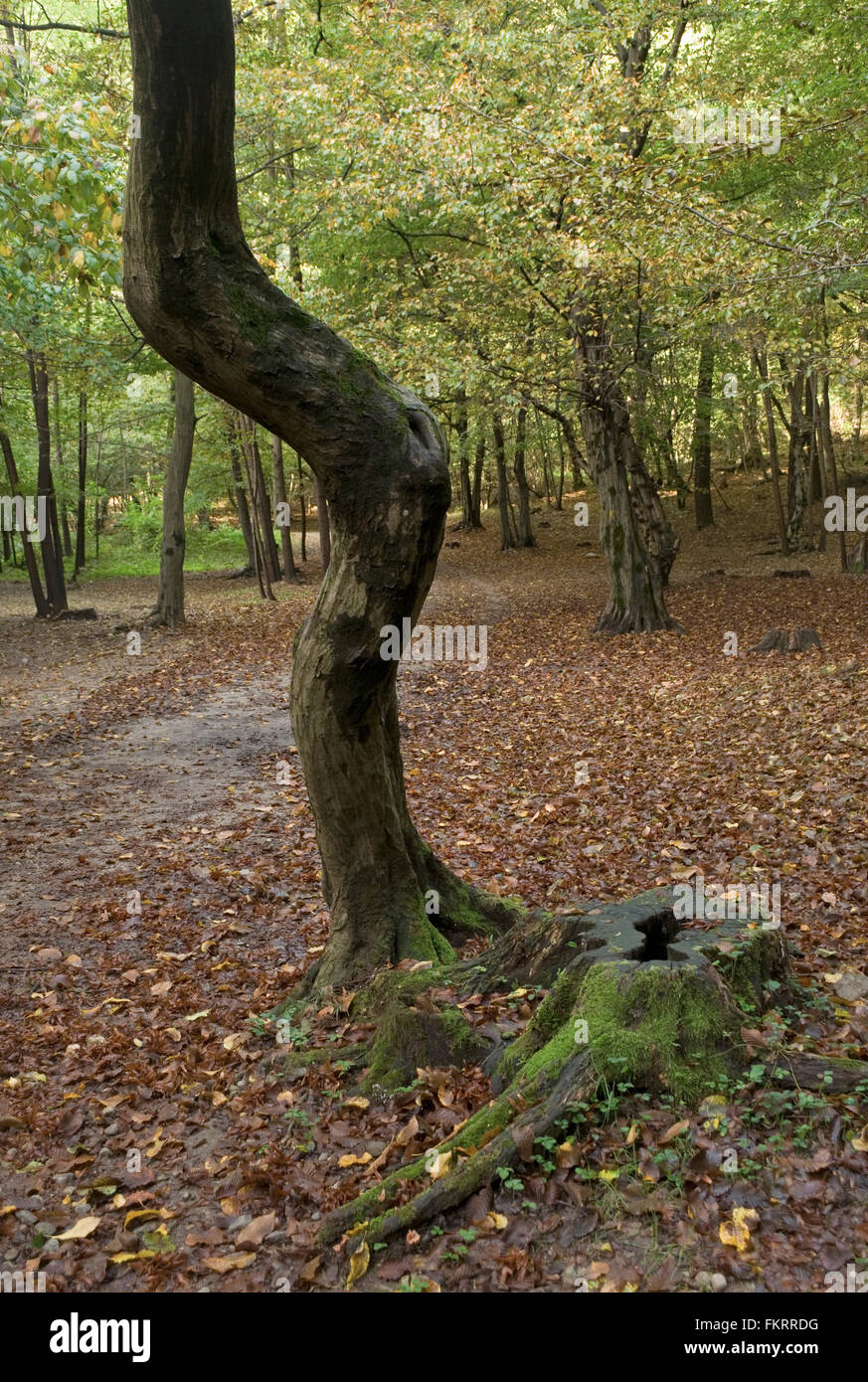 Tree with twisted trunk hi-res stock photography and images - Alamy