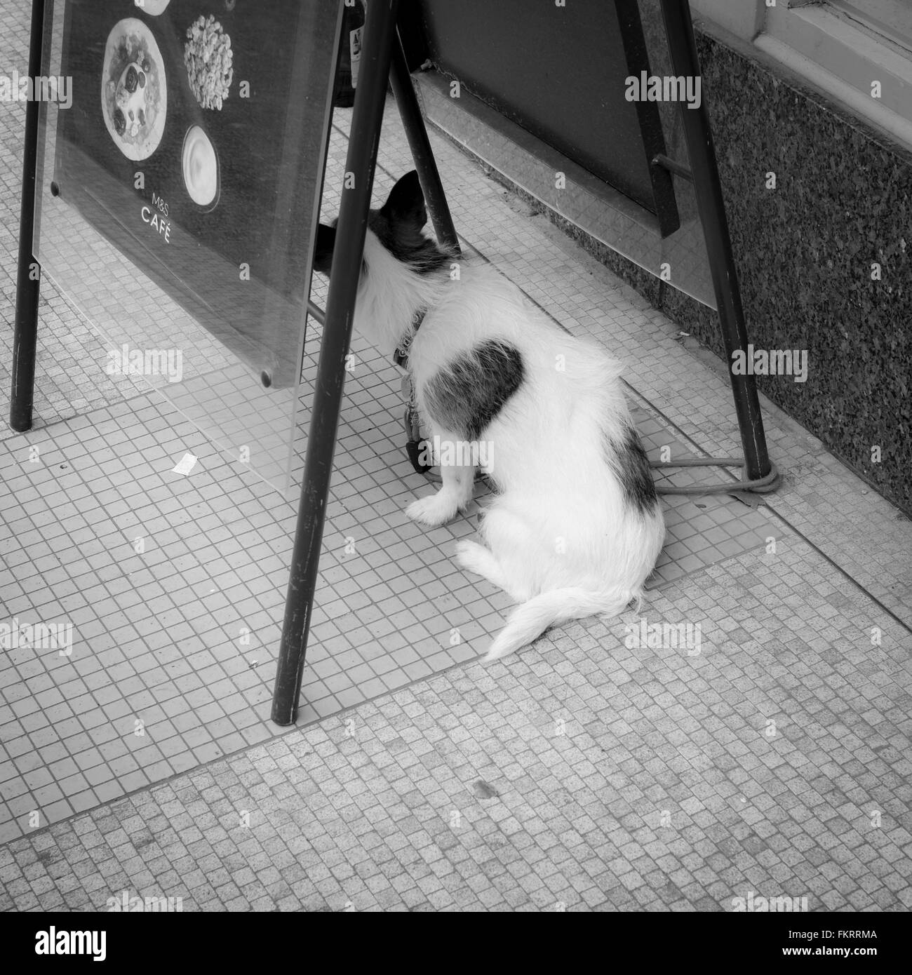 Cowering dog hi-res stock photography and images - Alamy