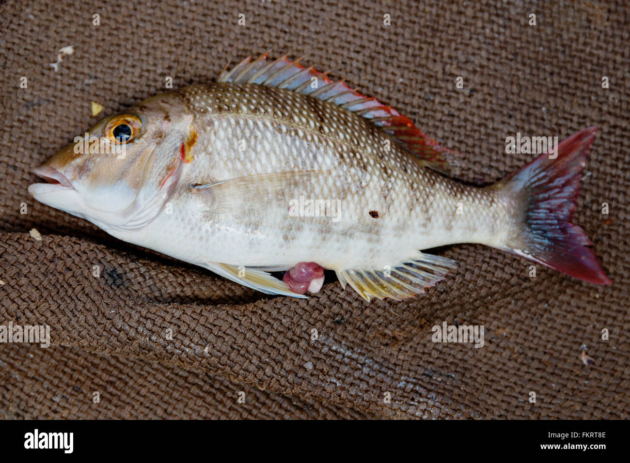 Crimson snapper is a delicious fish and highly regarded in Zanzibar ...