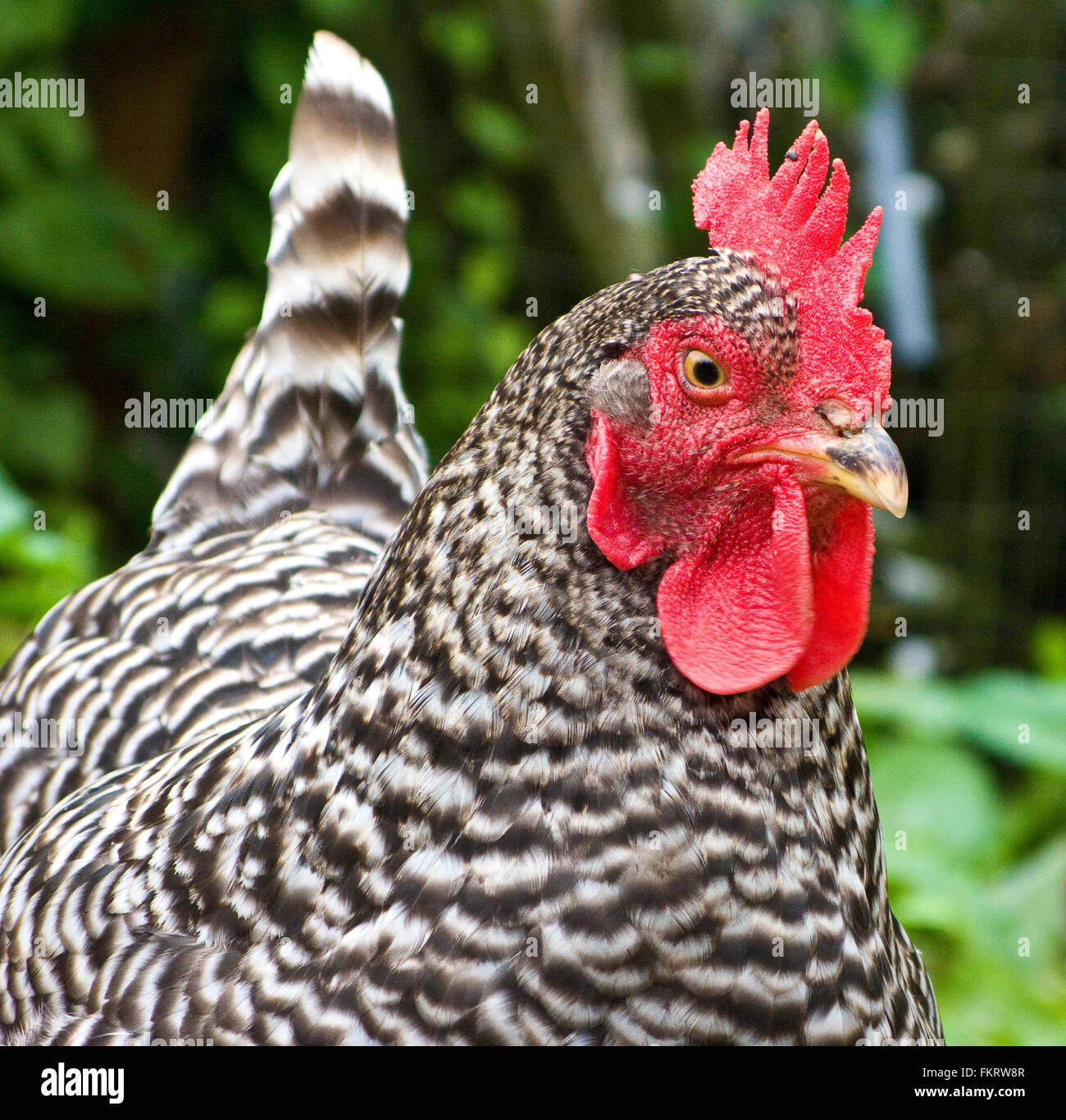 Close up of chicken outdoors Stock Photo - Alamy