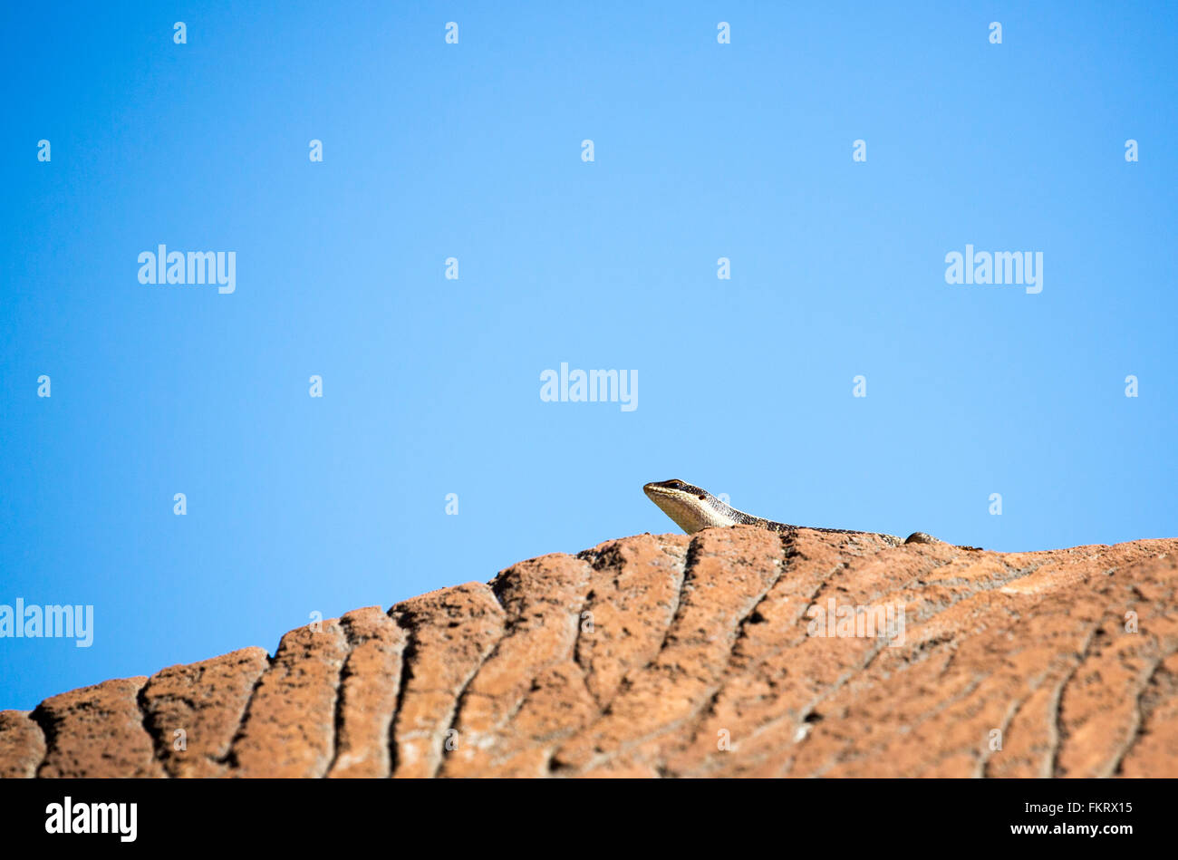 Hidden Lizard on rock Stock Photo - Alamy