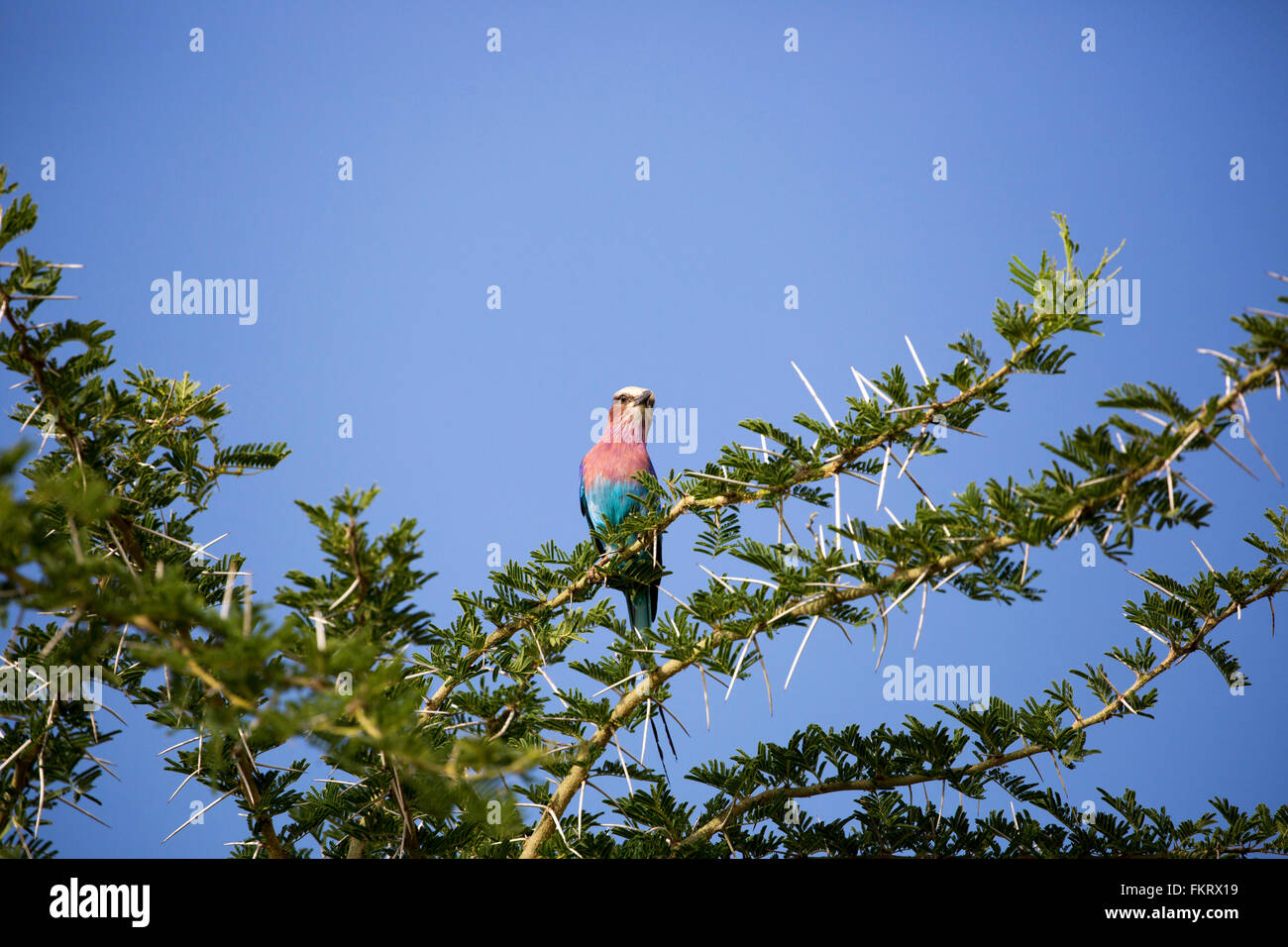 Bird acacia tree hi-res stock photography and images - Alamy