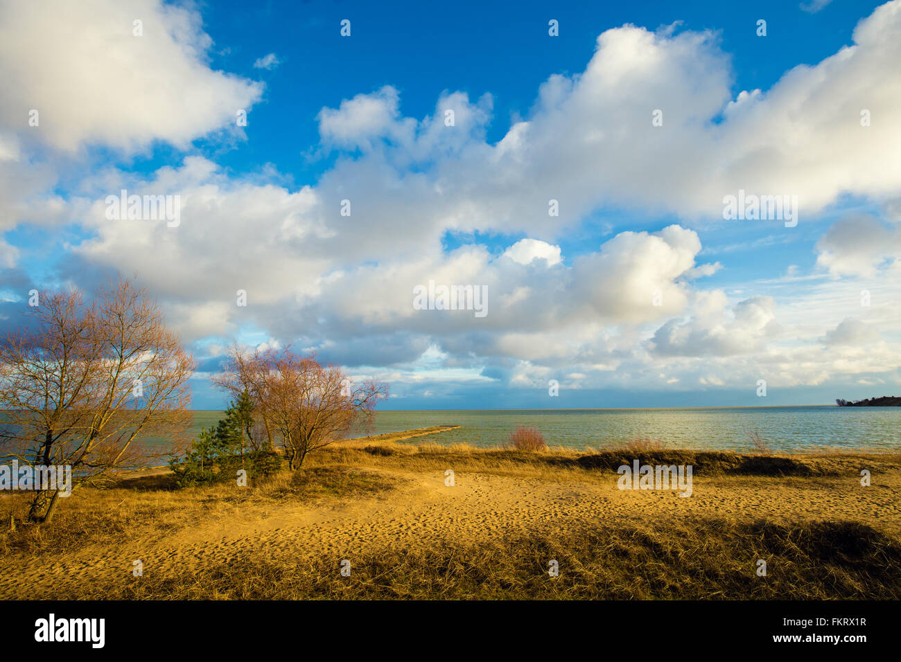 Deserted sandy beach with trees in Neringa, Lithuania Stock Photo - Alamy