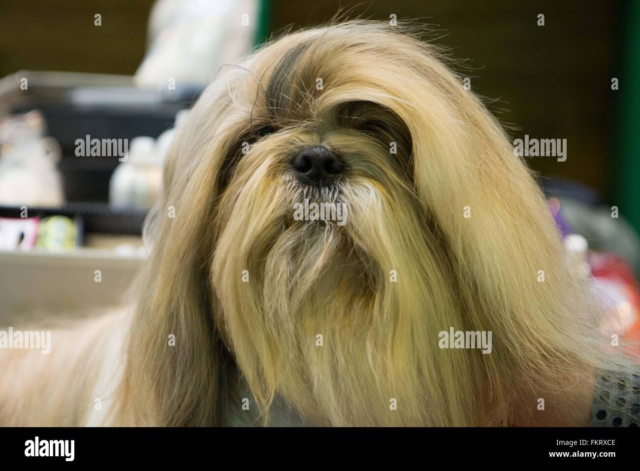 Lhasa Apso Dog Hairstyles