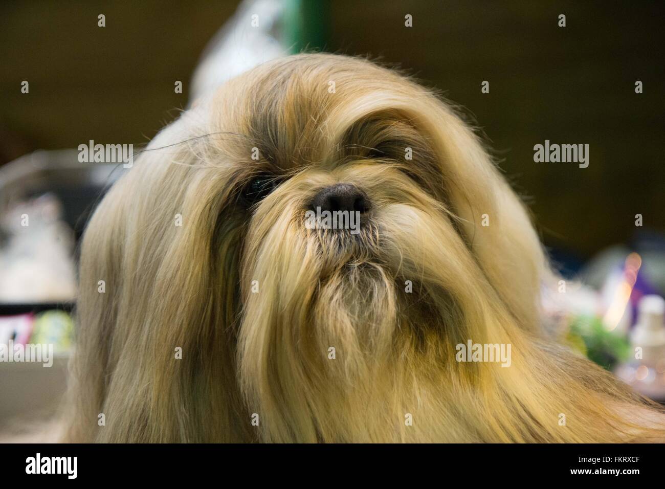 Lhasa Apso Dog Hairstyles