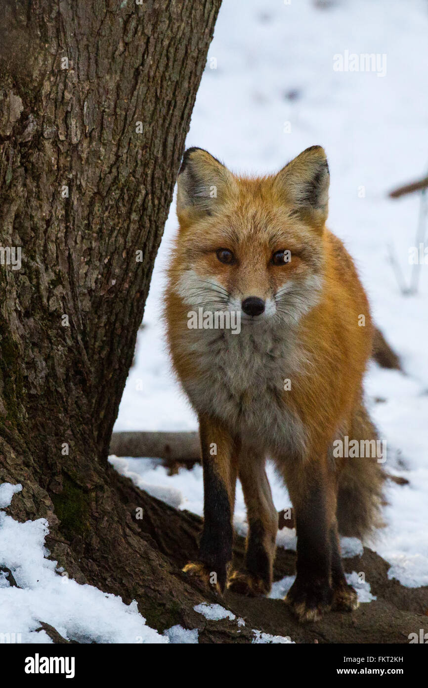 Tree with red fox hi-res stock photography and images - Alamy
