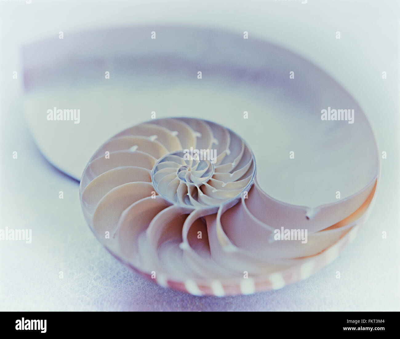 Nautilus shell hi-res stock photography and images - Alamy