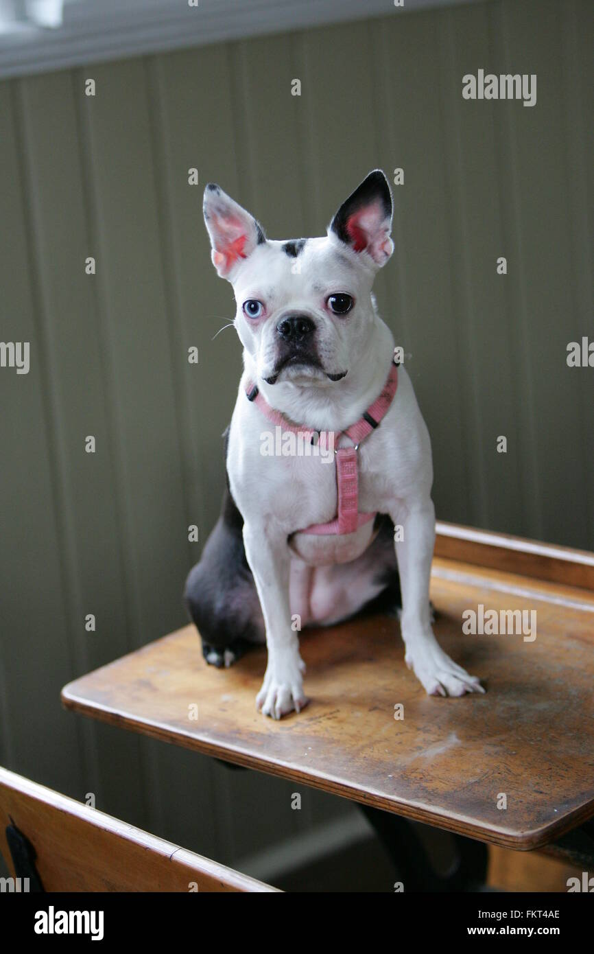 Boston Terrier at School Stock Photo - Alamy