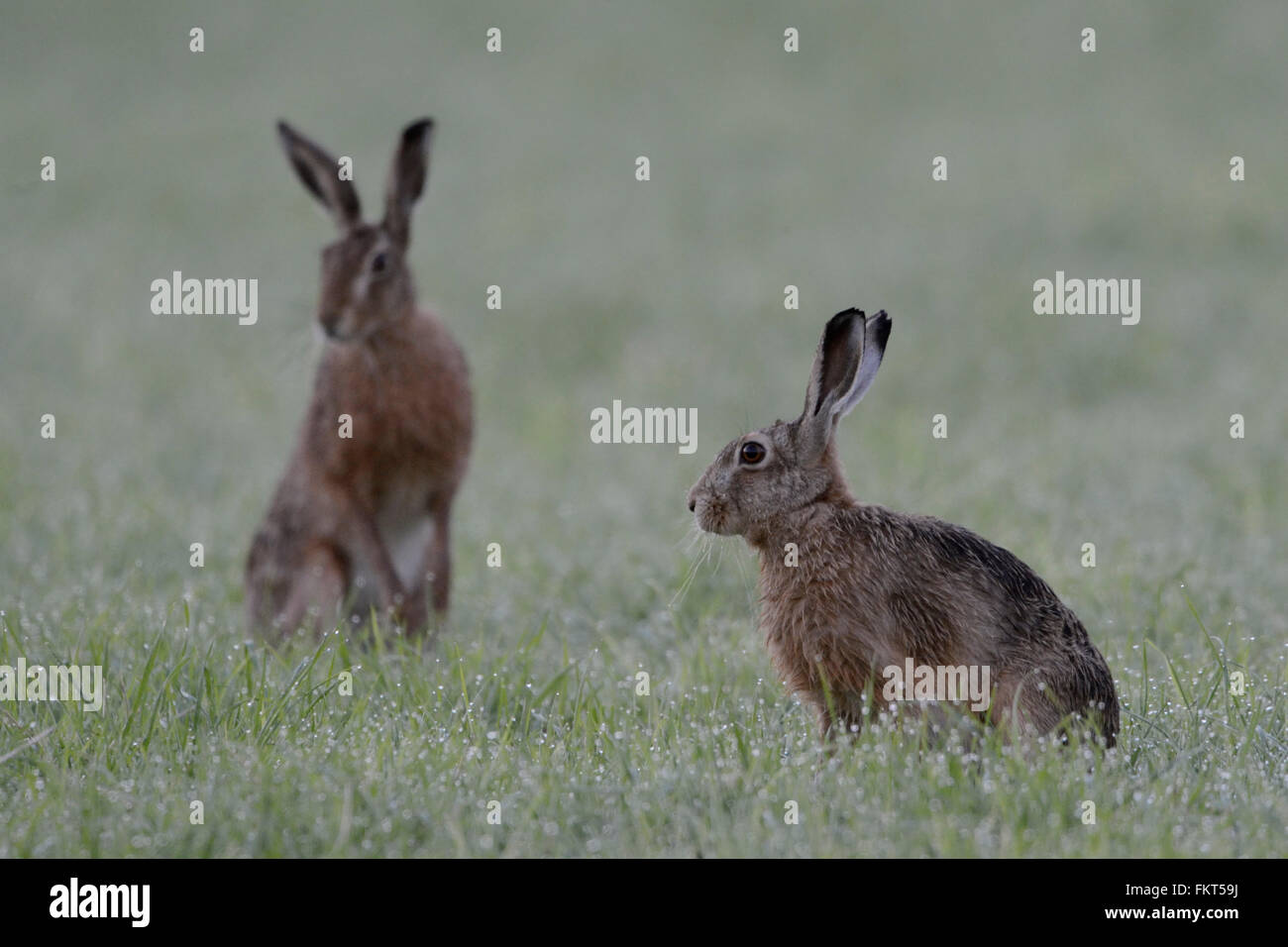 Field hares hi-res stock photography and images - Alamy