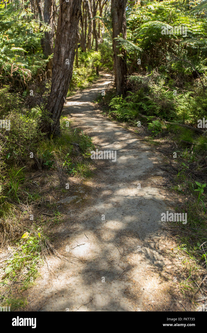 Dirt path in rural forest Stock Photo - Alamy