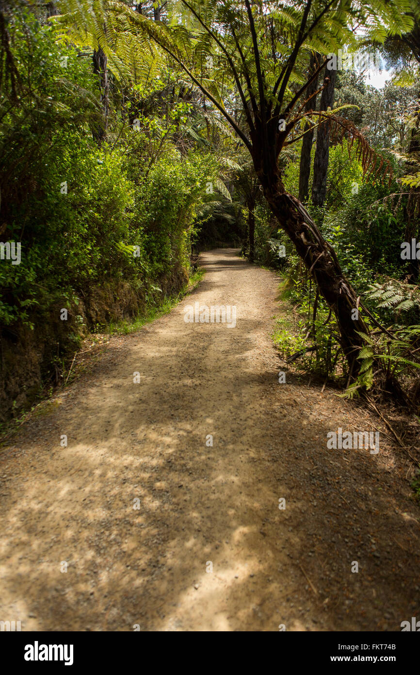 Dirt path in rural forest Stock Photo - Alamy