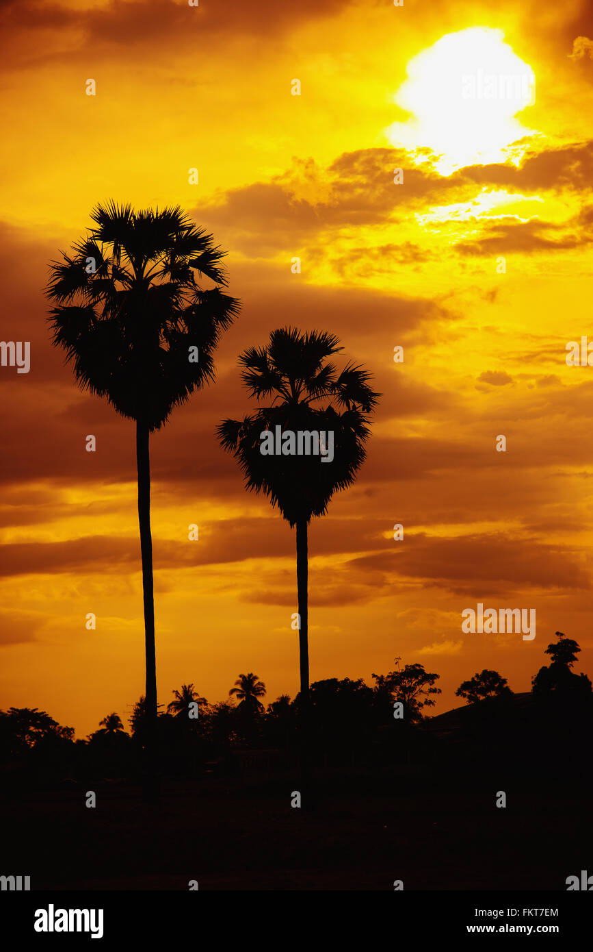 Coconut tree at sunset hi-res stock photography and images - Alamy