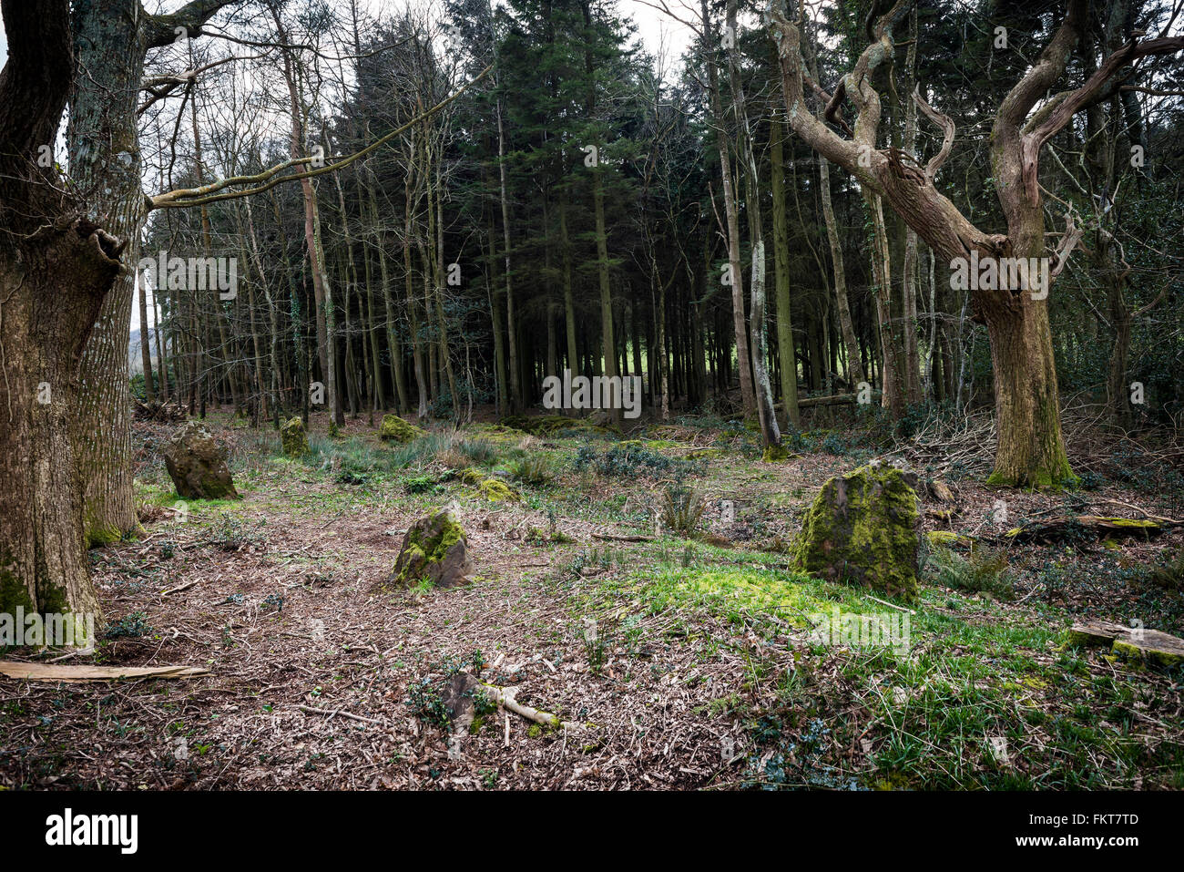 The ruined Rempstone Bronze Age Stone Circle near Corfe Castle on the ...