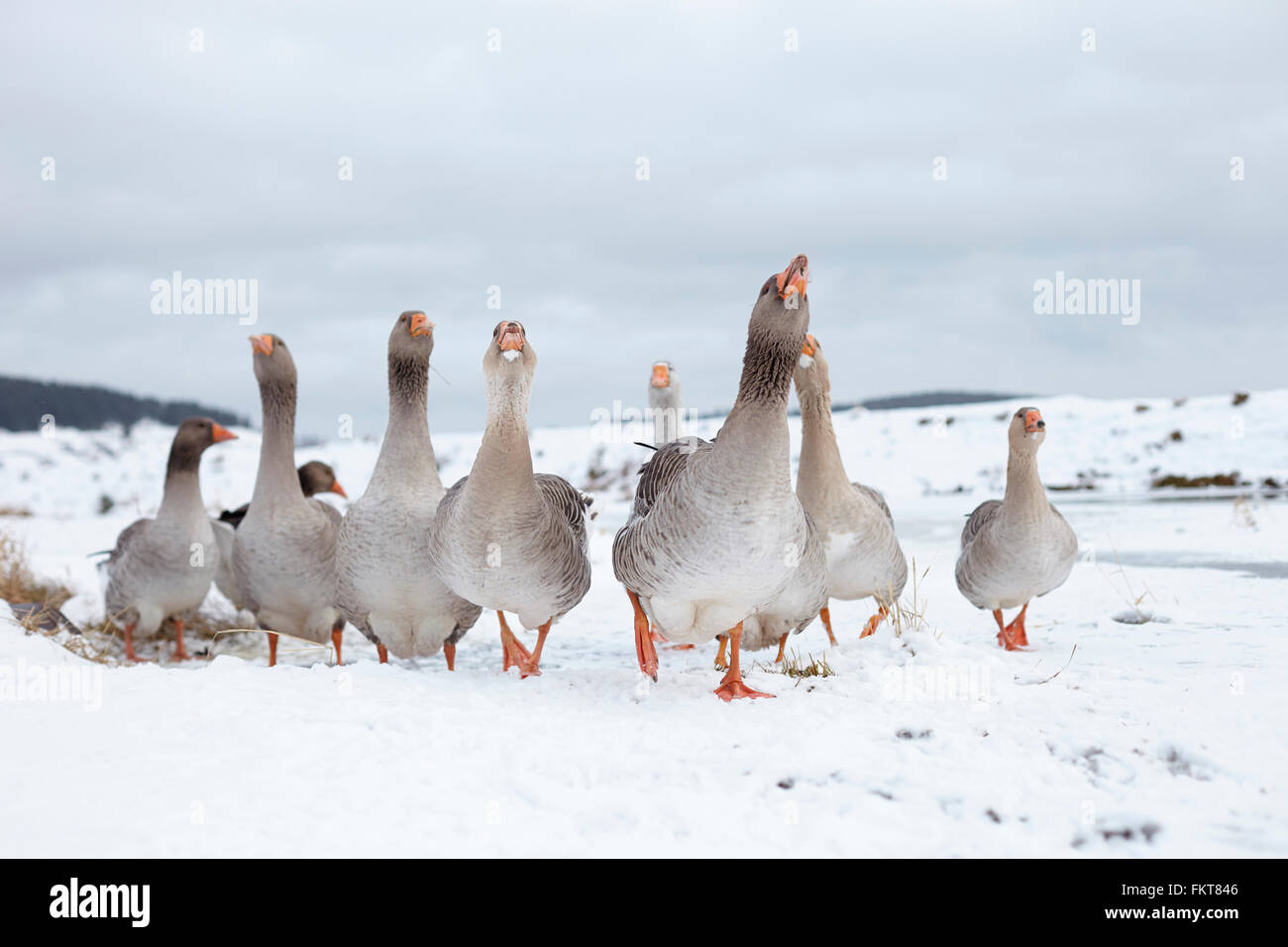 Flock of geese walking in snow Stock Photo - Alamy