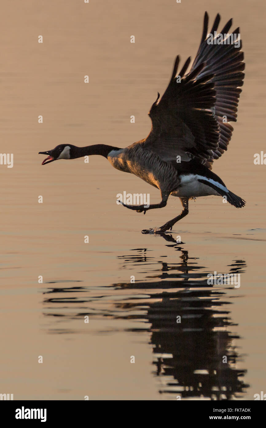 Canada Goose (Branta canadensis) walking on water, squawking and with ...