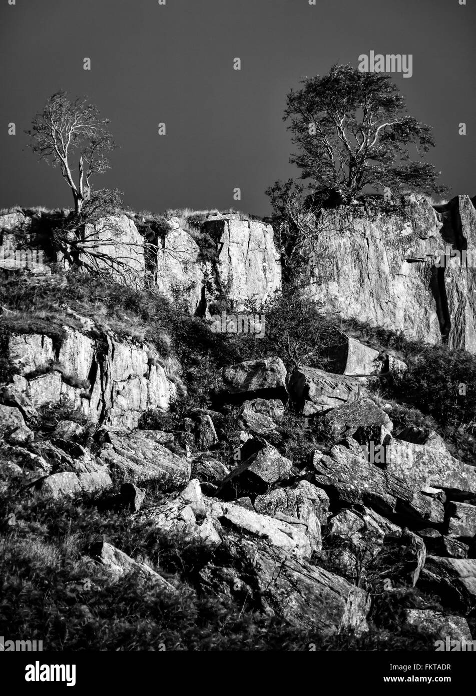 Leaves on rocks Black and White Stock Photos & Images - Alamy